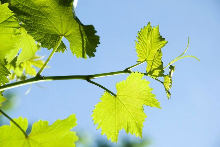 Why choose Acetum? – acetum